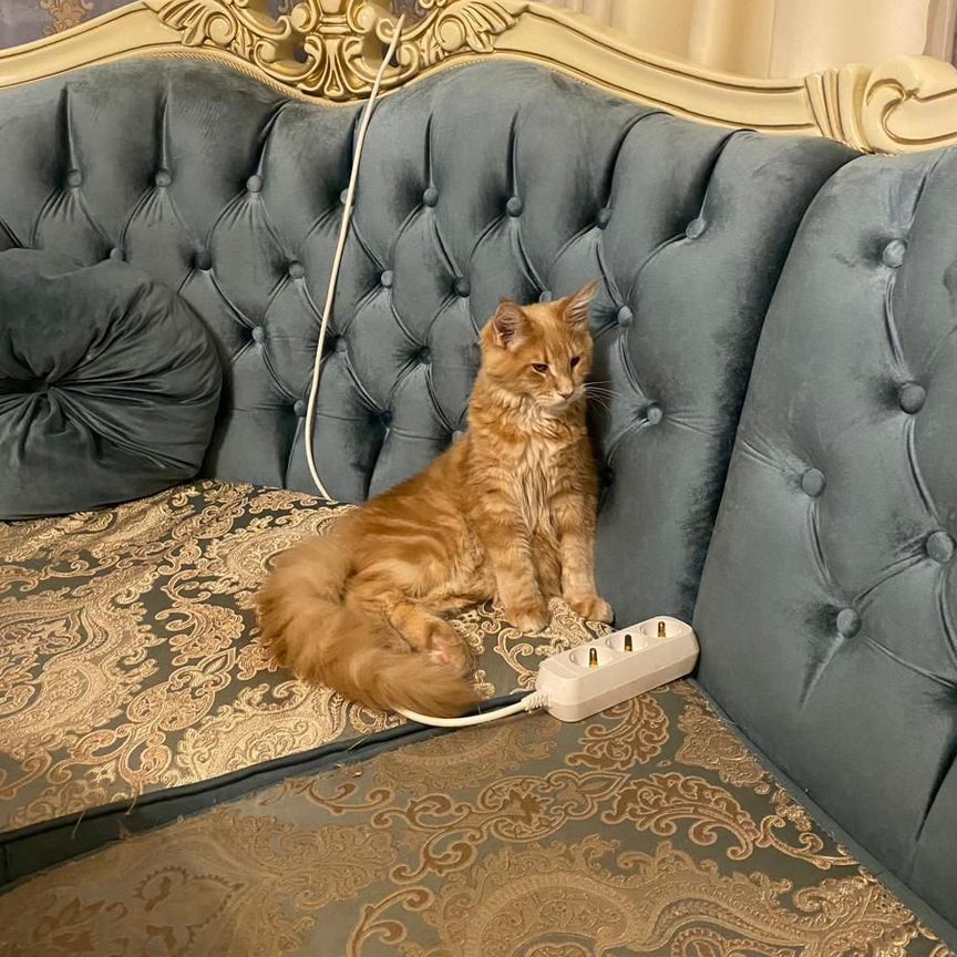 Котенок породы Мейкун