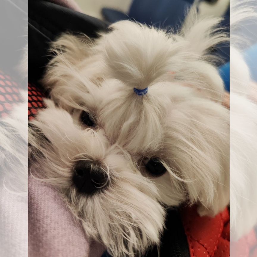 Мальтийская болонка мальчик