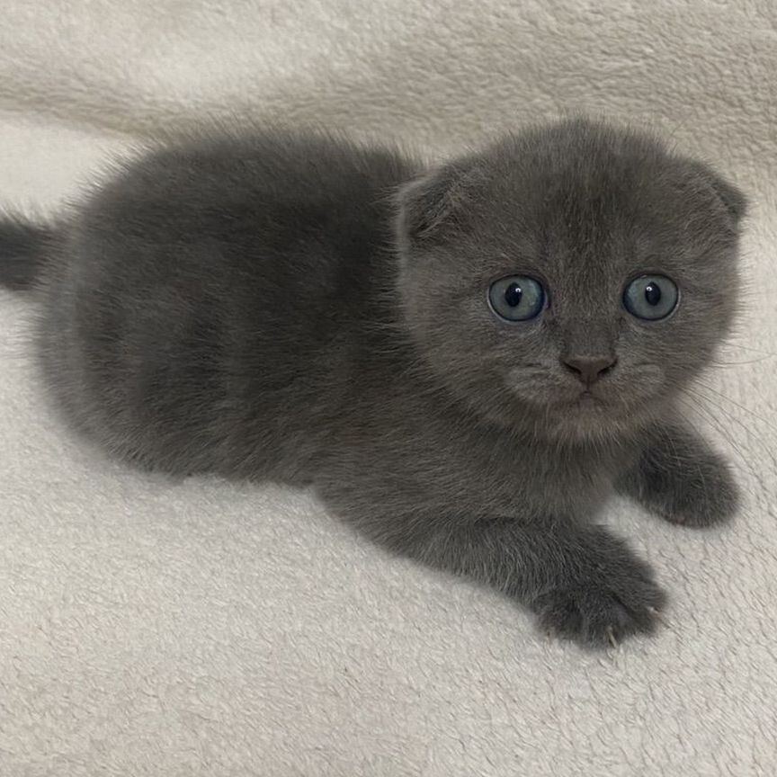 Шотландские котята