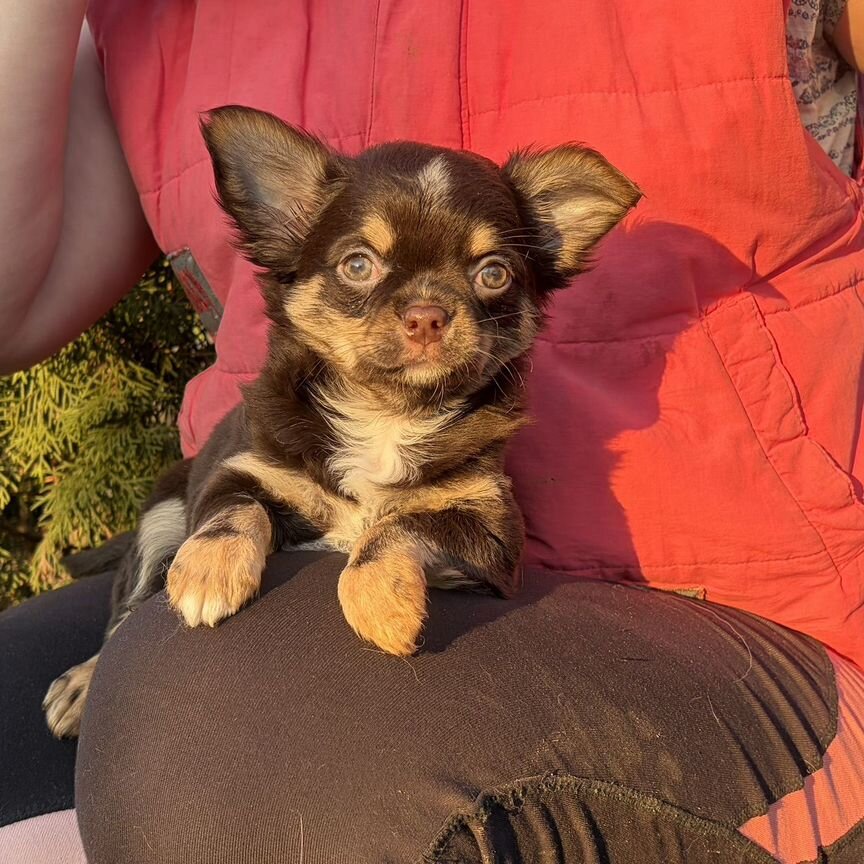 Чихуахуа, щенок