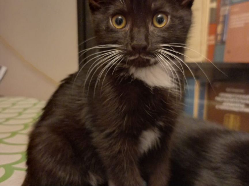 Котенок- девочка 2,5 месяца