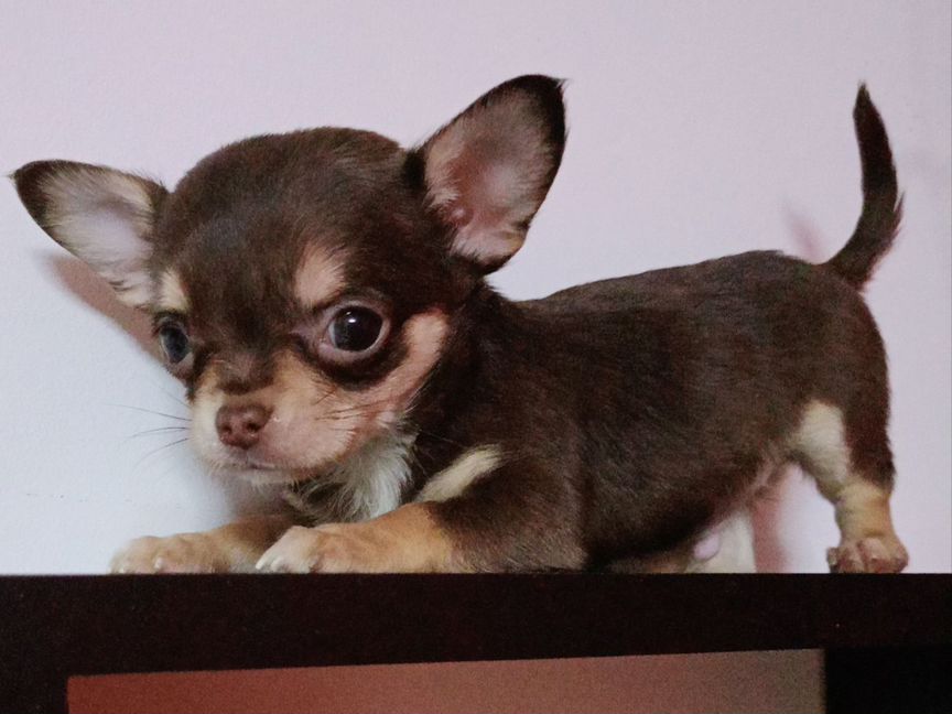 Супер мини чихуахуа мальчик