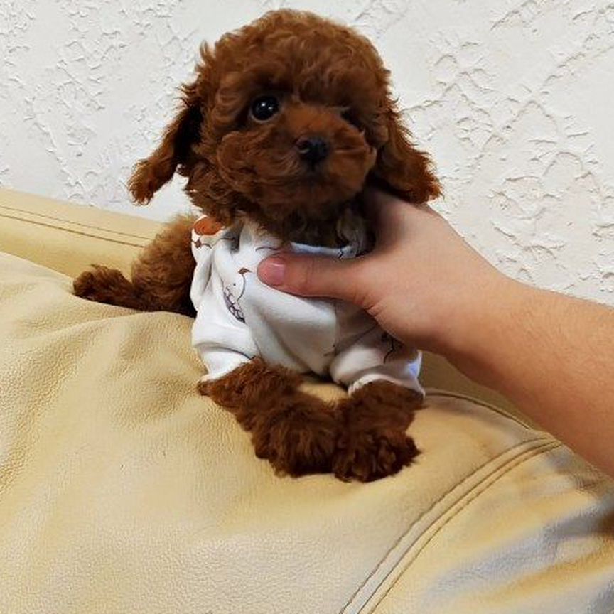 Той-пудель, щенок