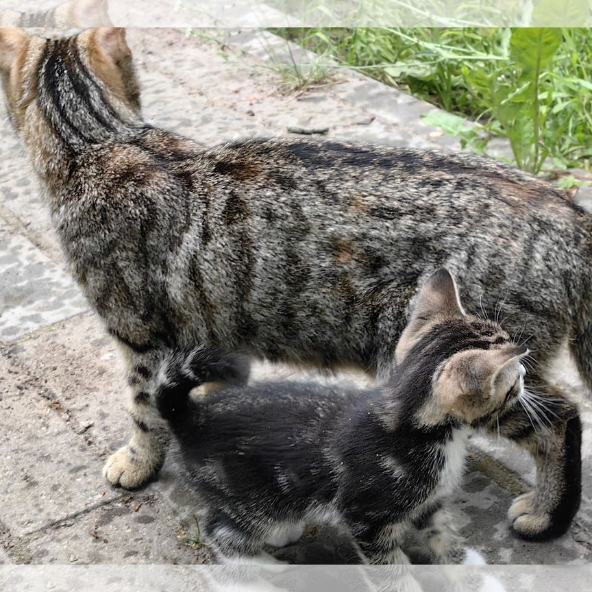 Котёнок в добрые руки
