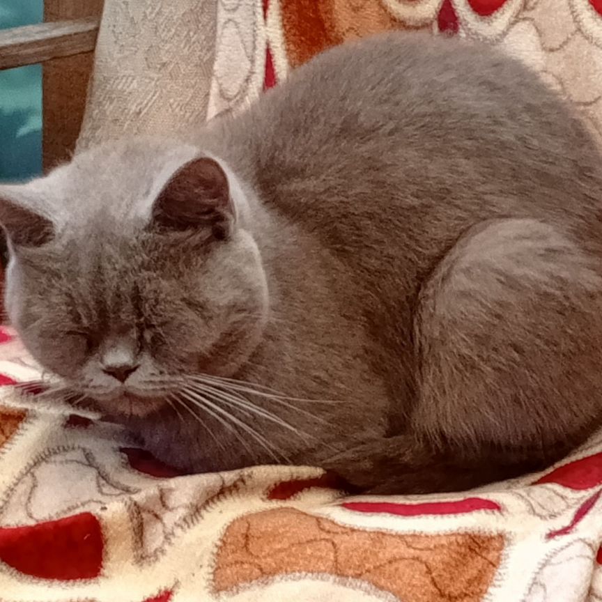 Кот