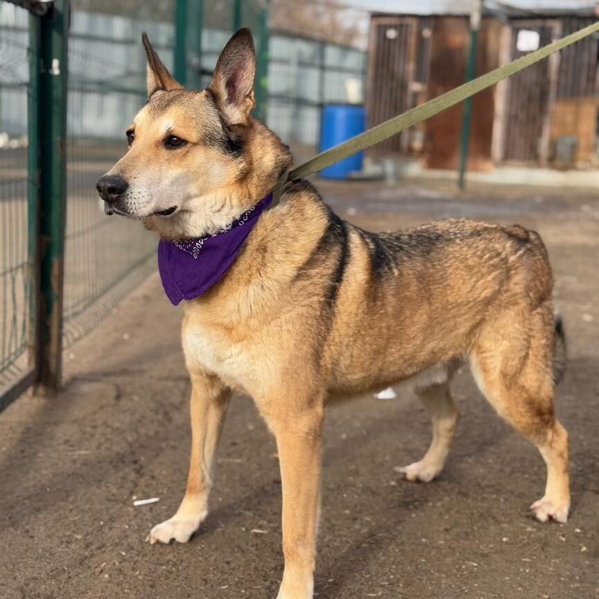 Хьюго, ищет дом