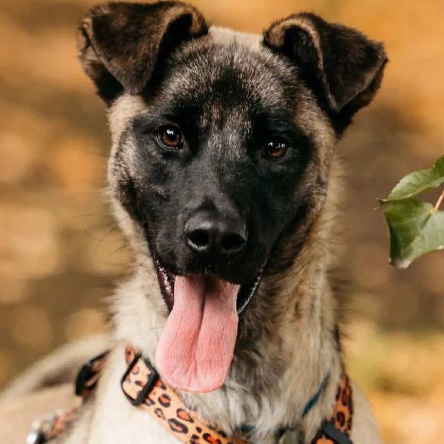 Бельгийская овчарка, взрослый пёс