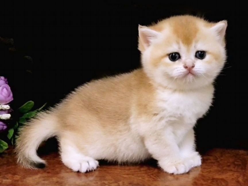 Британские котята - девочка загляденье