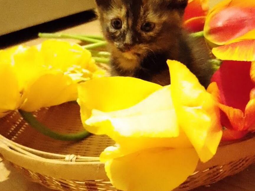 Котята мейн-куны в добрые руки