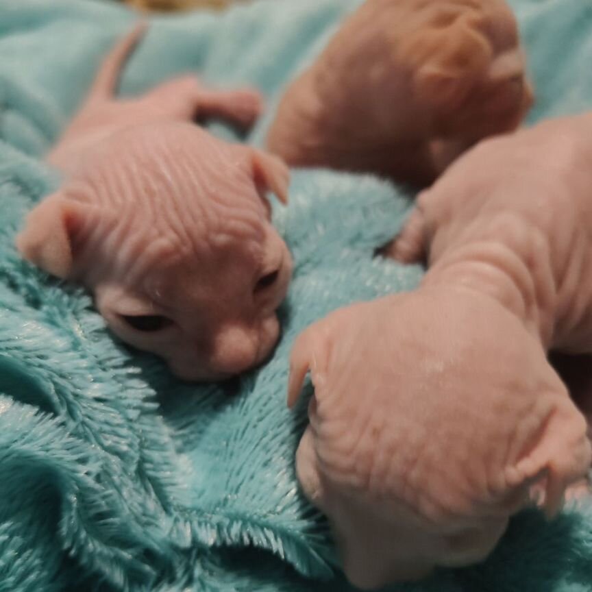 Котята сфинкс