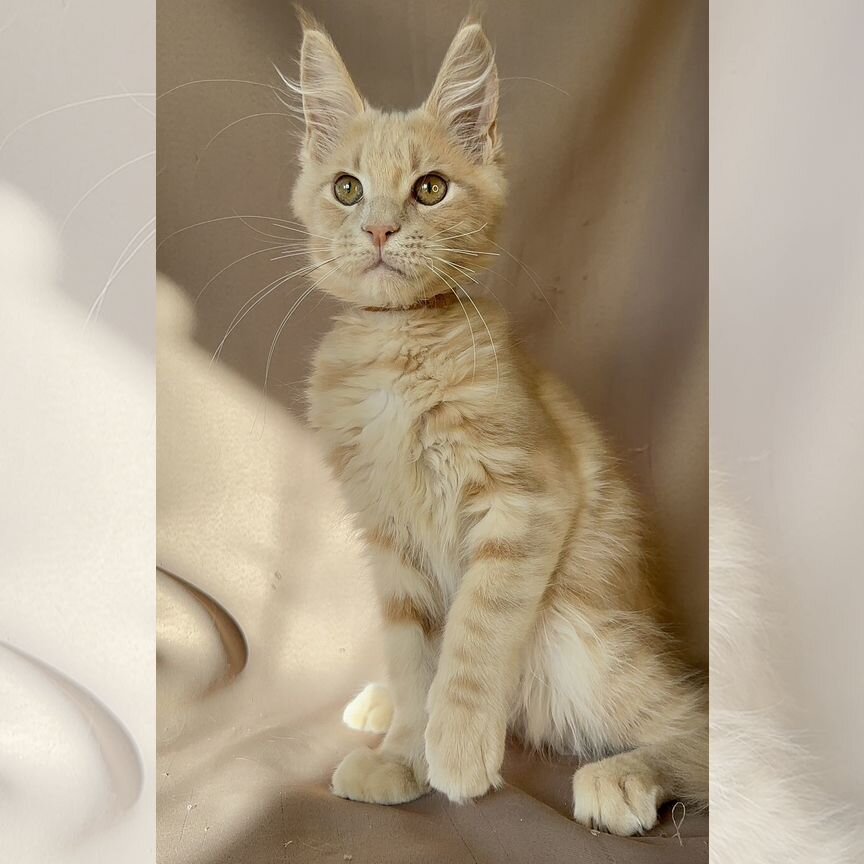 Мейн-кун котёнок