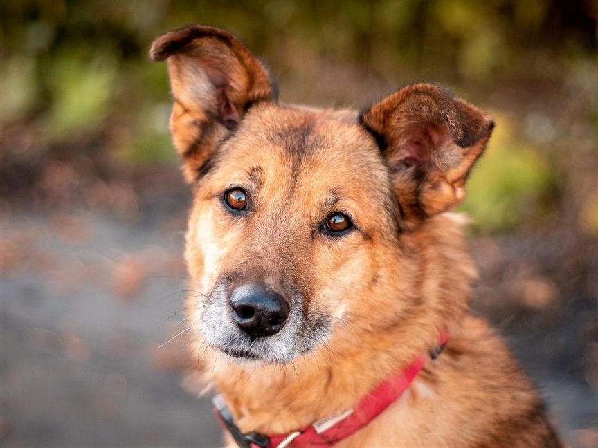 Собака мечты Дана из приюта в добрые руки