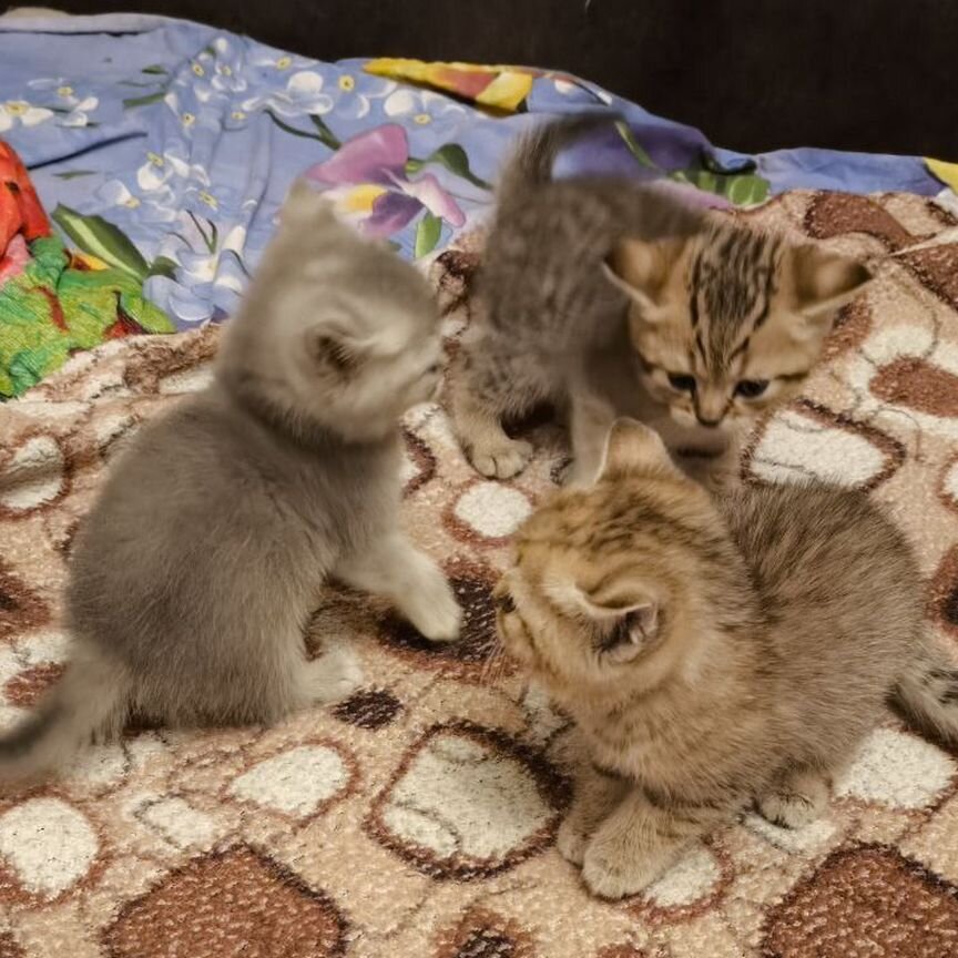 Британский короткошёрстный котёнок