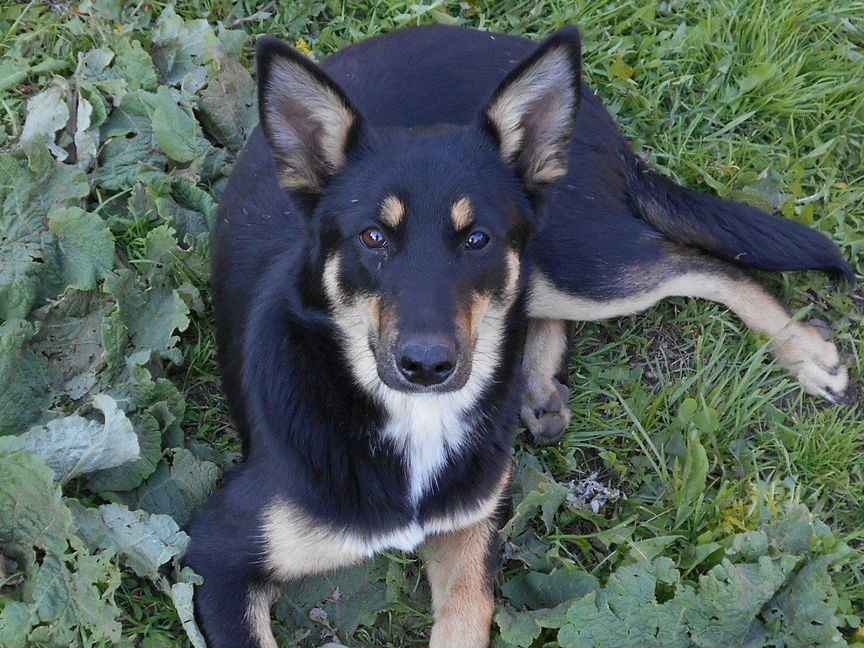 Собака в добрые руки щенок