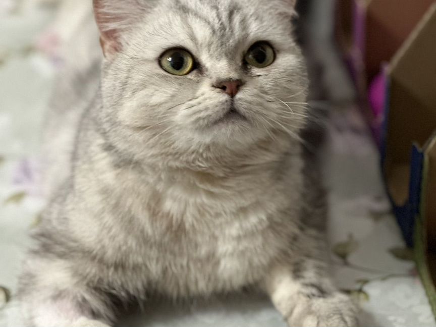 Шотландская кошка Плюшка в добрые руки