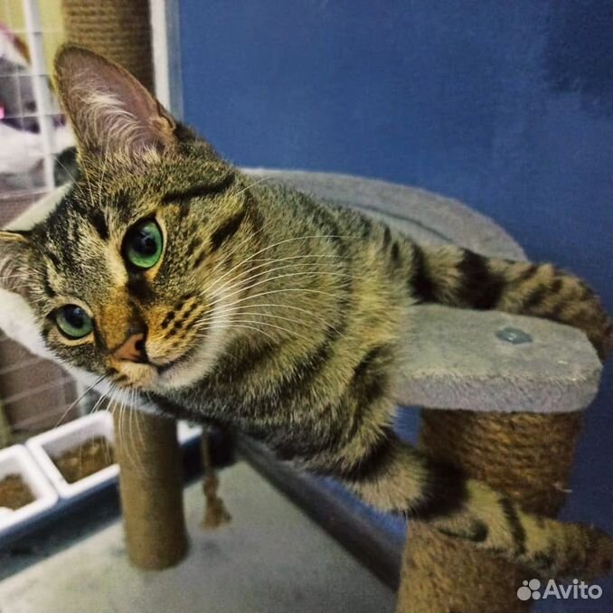 Очень добрый и ласковый котик ждет свою семью