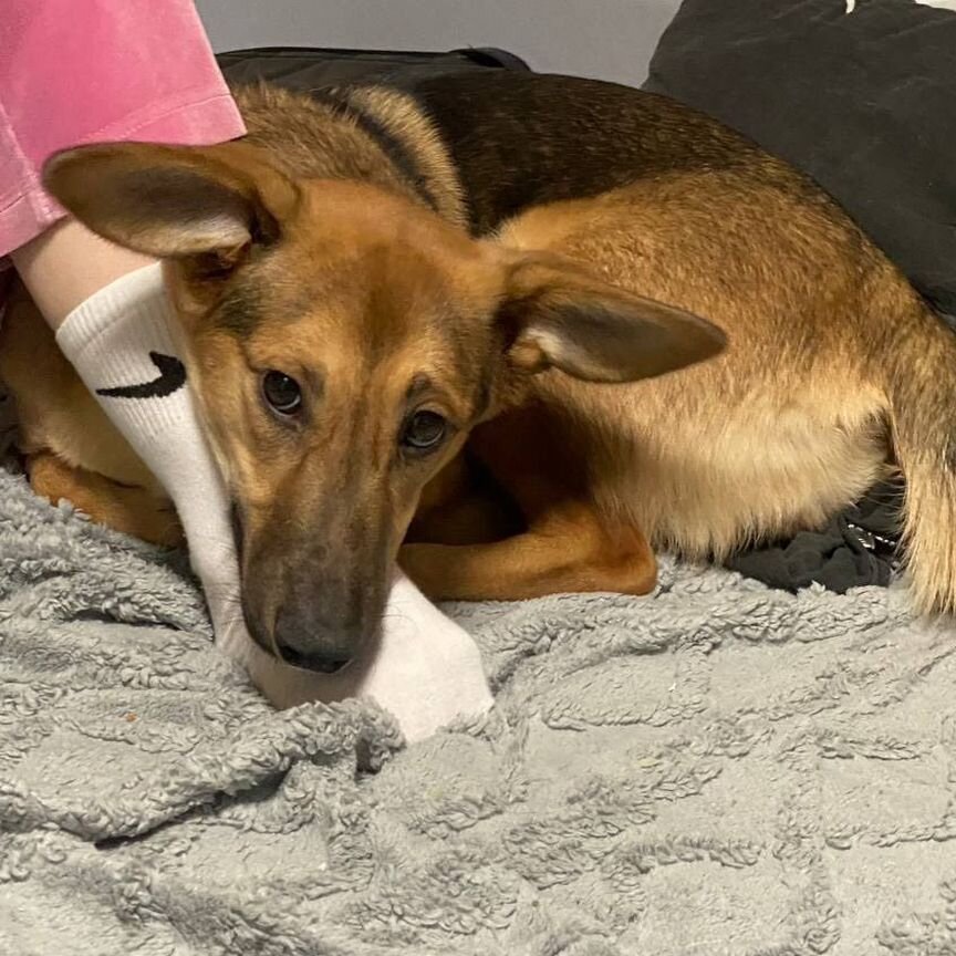 Щенок в добрые руки