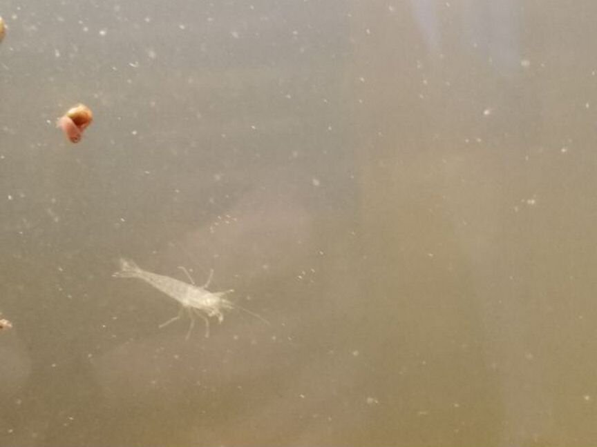 Маленькие аквариумные креветочки, не гамарус