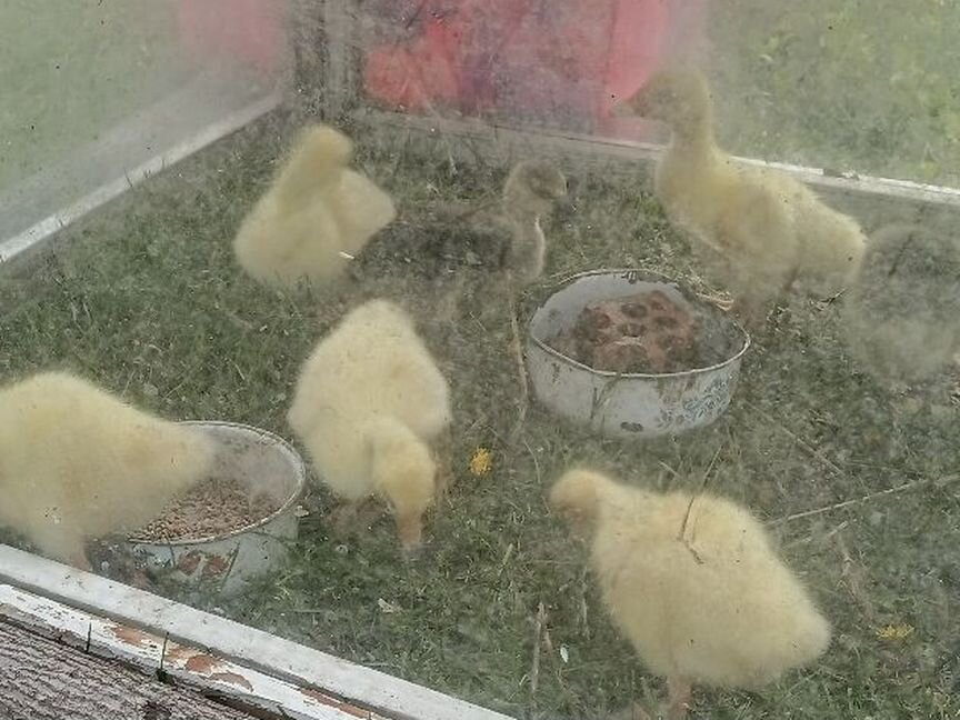 Гусята подрощенные