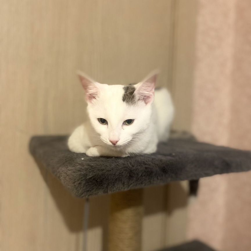 Девченки-мурлыки ищут дом