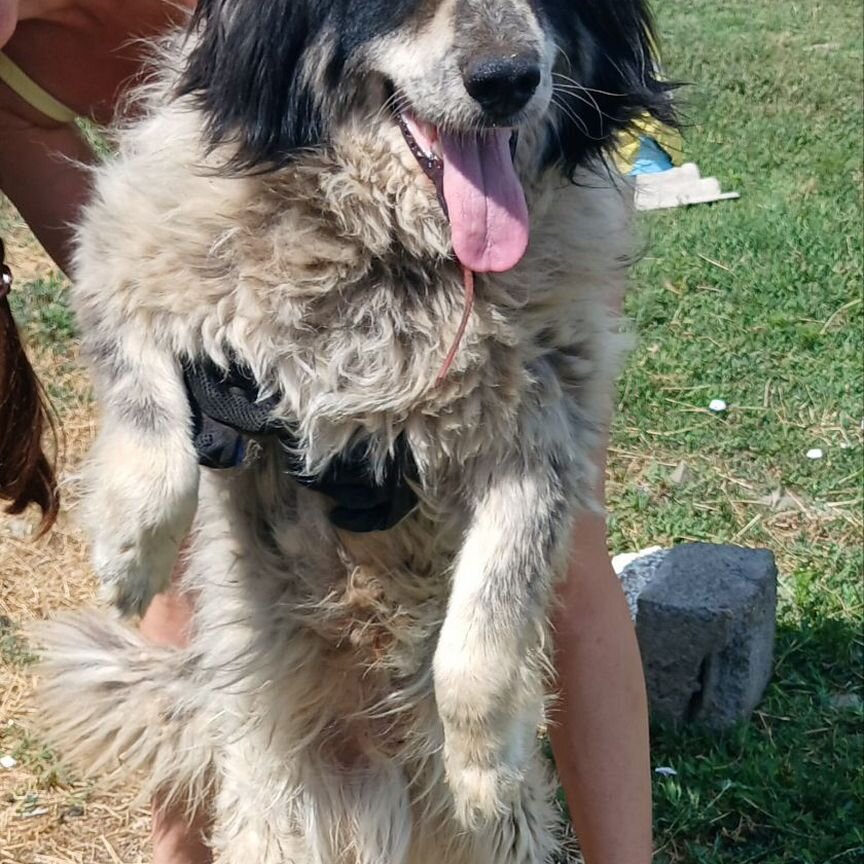 Пес из приюта