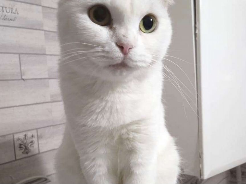 Кошечка ищет хороших хозяев