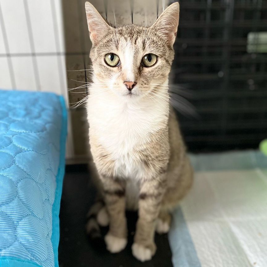 Кошечка в добрые руки