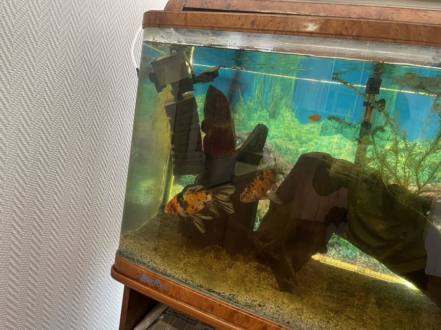 Аквариумные Золотые рыбки 2 шт