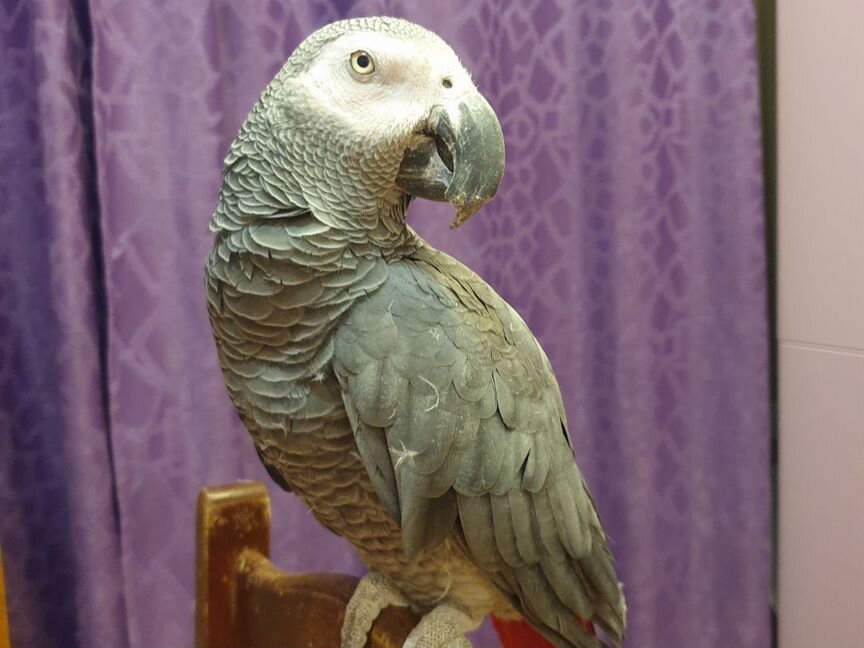 Большой серый попугай