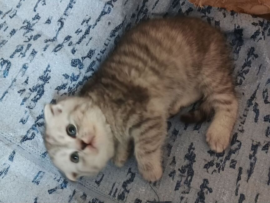 Котята шотландские