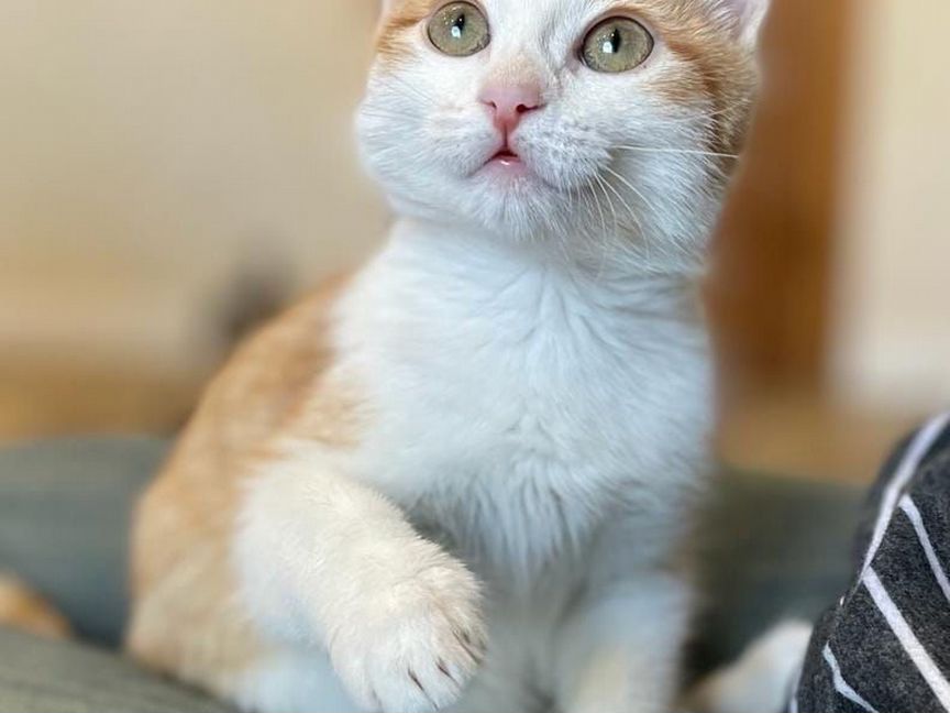 Котенок 4 месяца ищет
