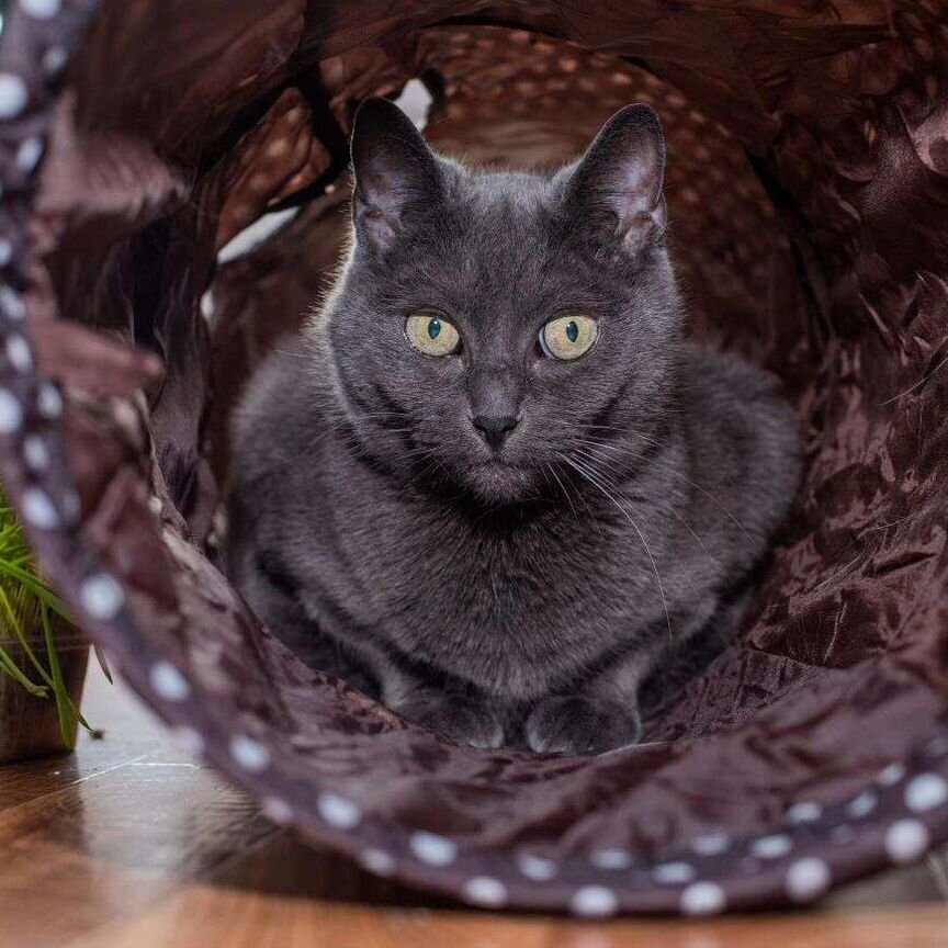 Слепая кошка с приюта