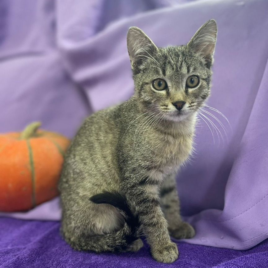 Котенок Фундук ищет дом