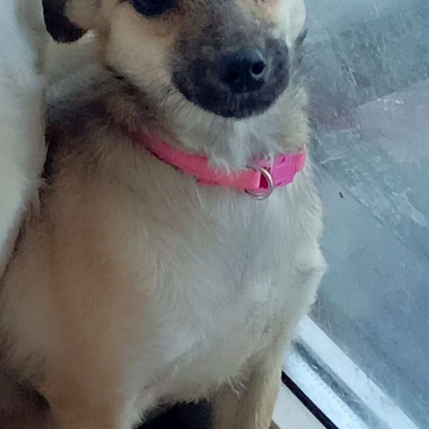 Малышка ждёт своего человека