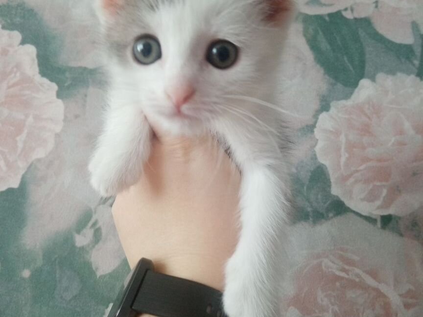 Котята вислоухие и счастливые за монетку