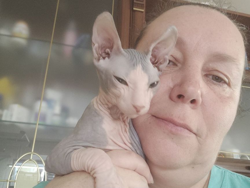 Котенок донской сфинкс