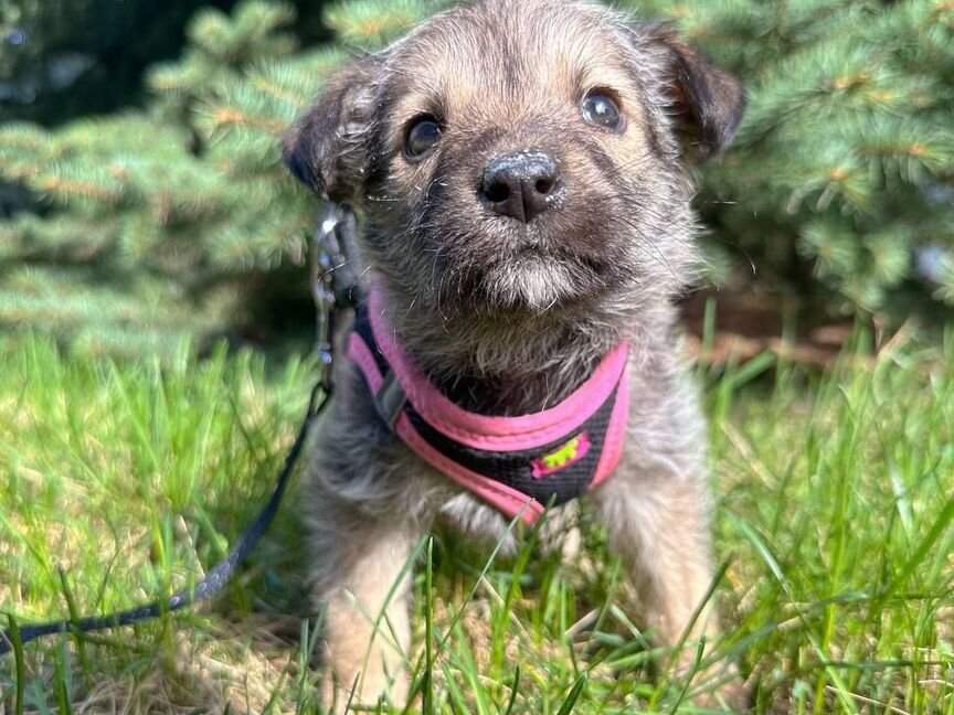 Щенок в поисках дома