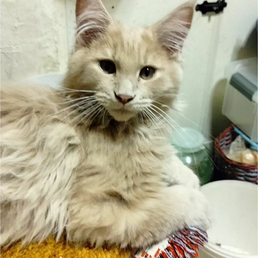 Мейн-кун котёнок