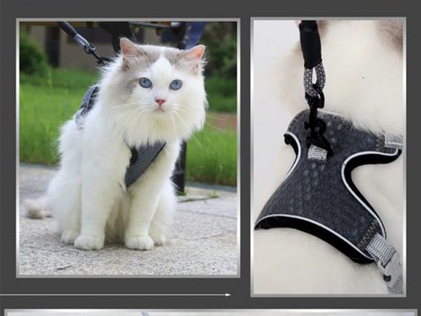 Шлейка для кошки Новая