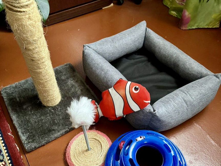 Набор для котенка всё для котейки