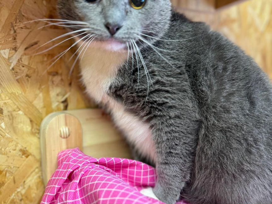 Кот Пират в добрые руки