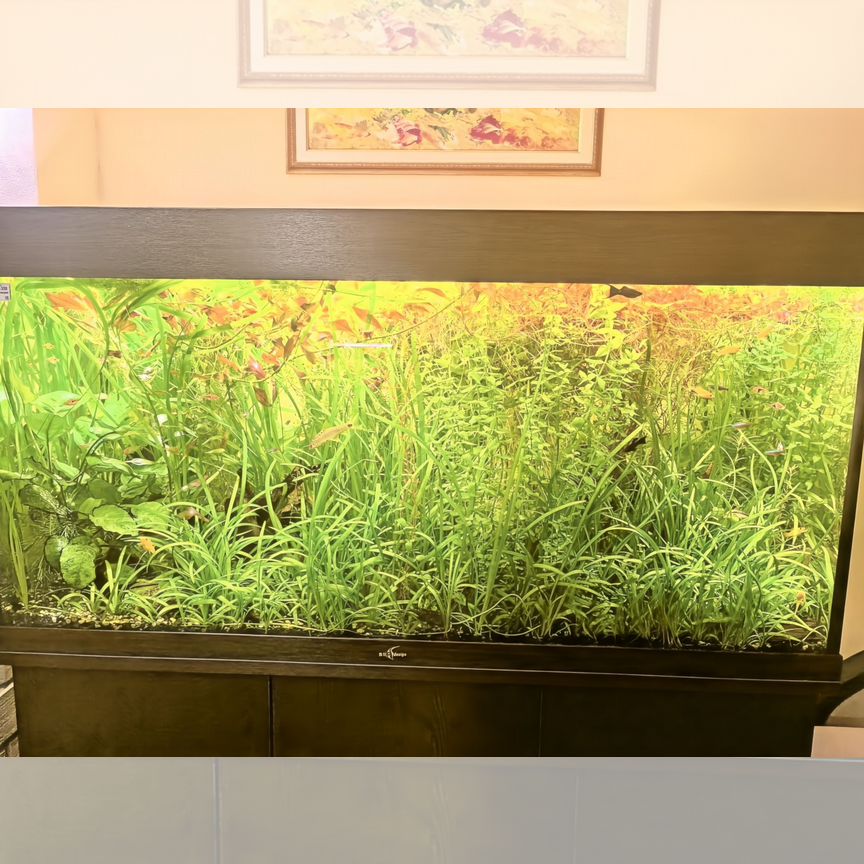 Аквариумные растения