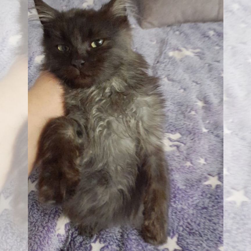 Котята мейн-кун