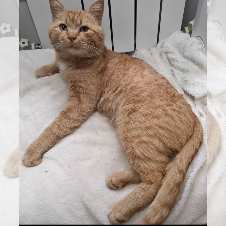 Взрослый кот в добрые руки