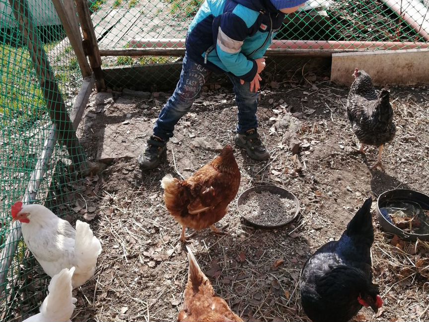 Курицы несушки домашние