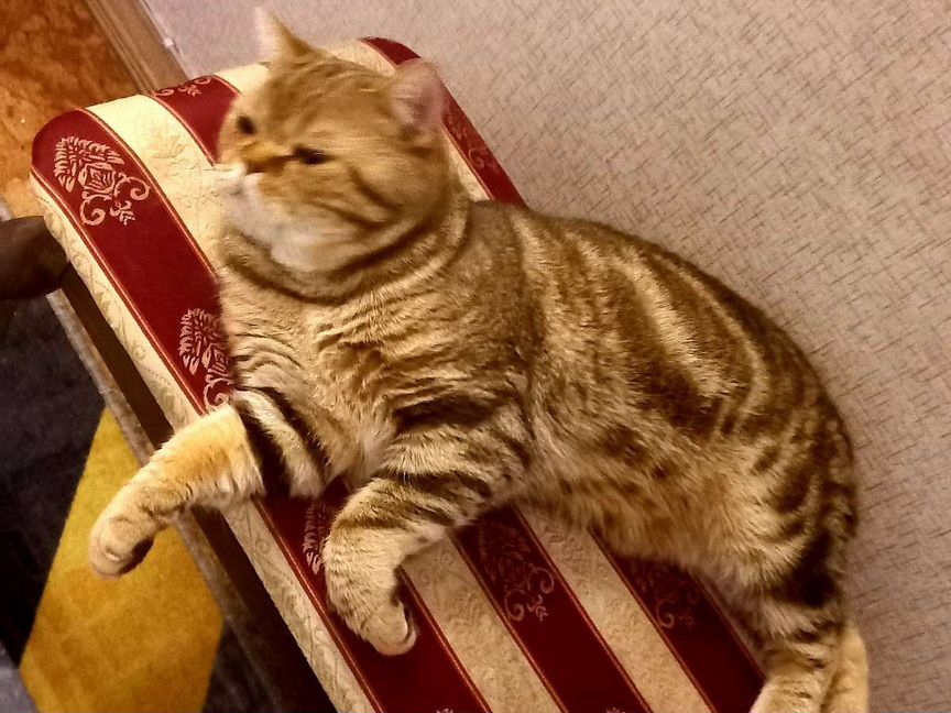 Британский котик кот