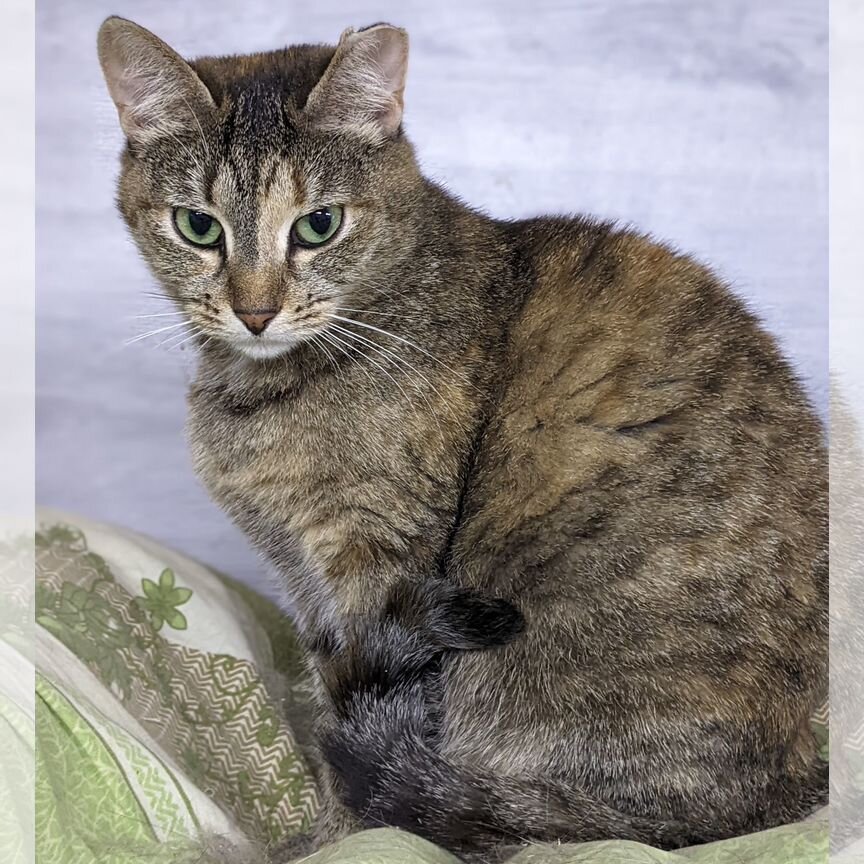 Взрослая кошка в добрые руки