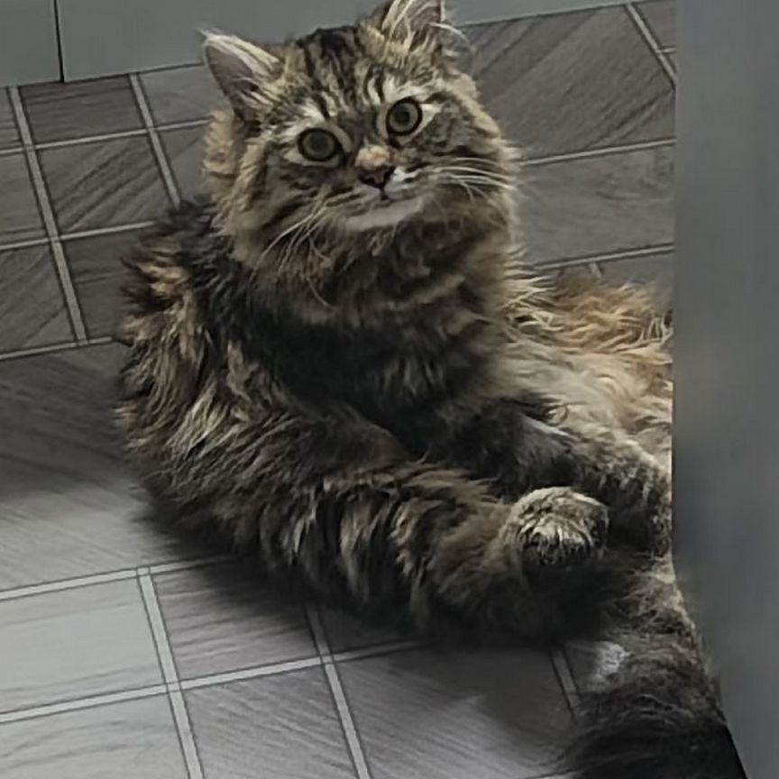 Турецкая ангора котёнок