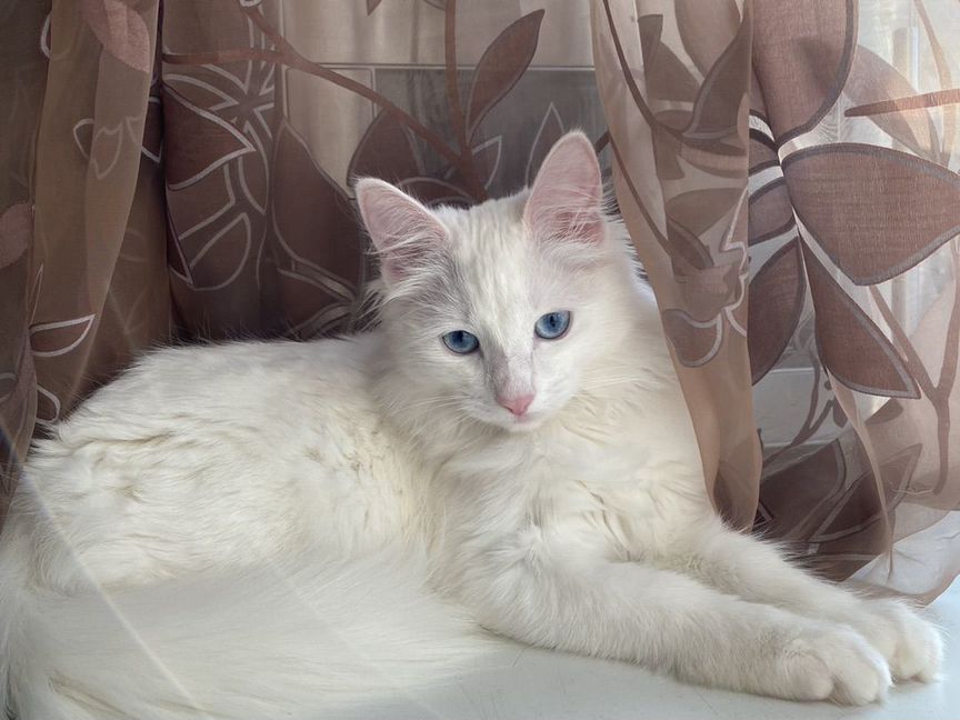 Отдам кошку даром