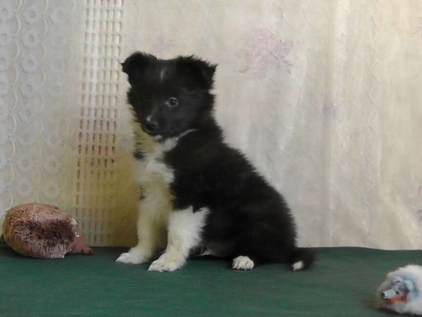 Би-колорный шелтенок